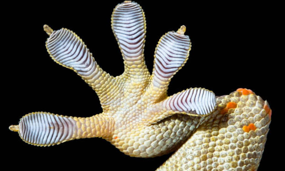 Sticking Power and Adaptability: Gecko-Inspired Adhesive Mechanisms
